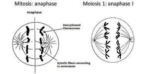 Anaphase Definition and Examples - Biology Online Dictionary