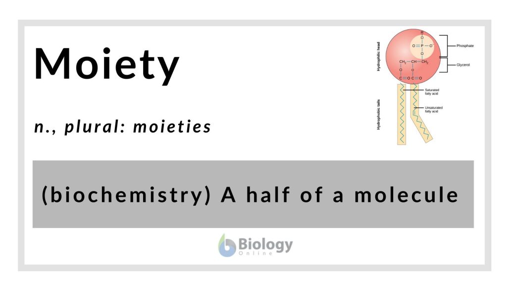 Moiety - Definition and Examples - Biology Online Dictionary