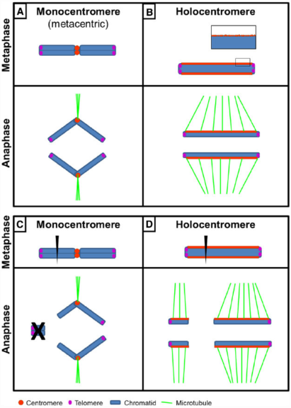 Centromere - Definition and Examples - Biology Online Dictionary