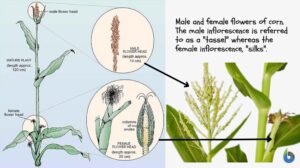 Hermaphrodite - Definition and Examples - Biology Online Dictionary