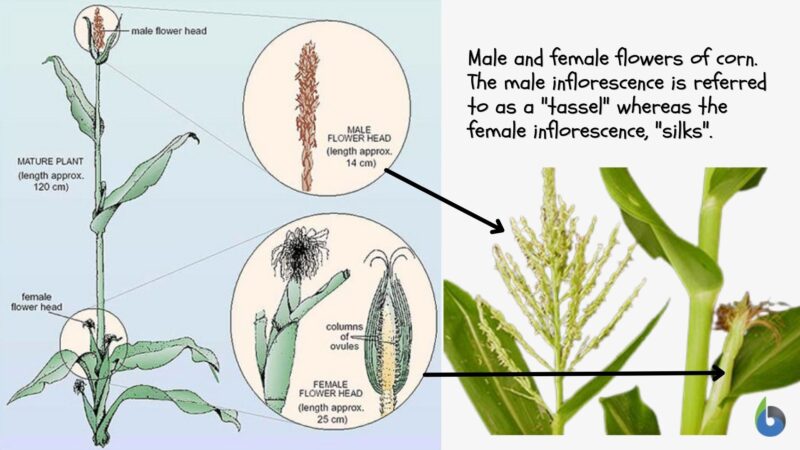 Hermaphrodite - Definition and Examples - Biology Online Dictionary