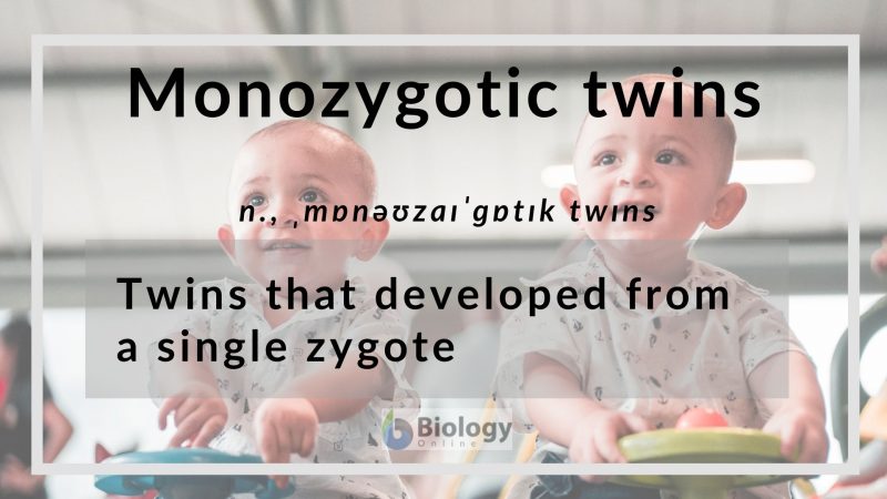 Monozygotic twins Definition and Examples - Biology Online Dictionary