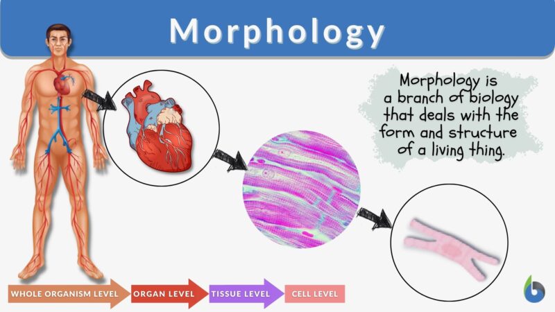 Morphology - Definition and Examples - Biology Online Dictionary