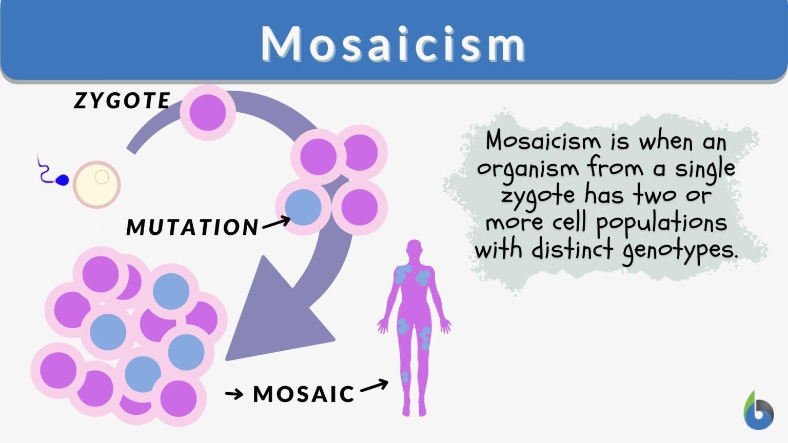 Mosaicism Definition and Examples - Biology Online Dictionary Mosaicism Definition and Examples - Biology Online Dictionary