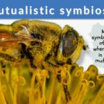 Mutualistic symbiosis - Definition and Examples - Biology Online Dictionary