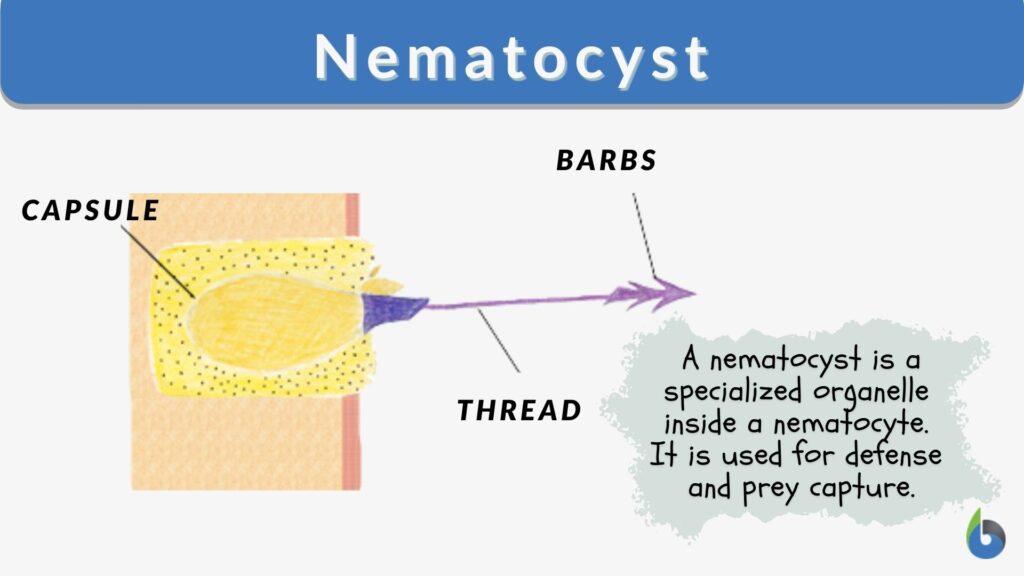 Nematocyst - Definition and Examples - Biology Online Dictionary