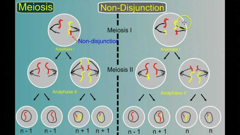 Chromosomal mutation - Definition and Examples - Biology Online Dictionary