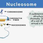 Nucleosome Definition