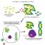 Ribosome Definition and Examples - Biology Online Dictionary