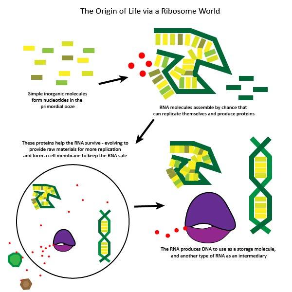 Ribosome Definition and Examples - Biology Online Dictionary