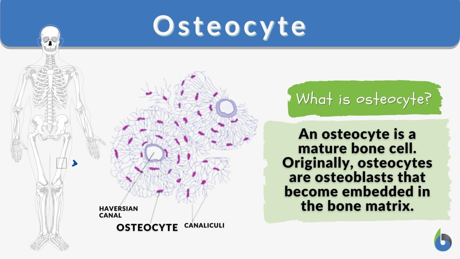 Osteocyte - Definition and Examples - Biology Online Dictionary