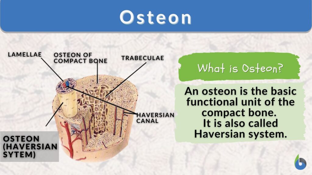 Osteon - Definition and Examples - Biology Online Dictionary