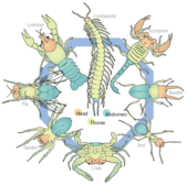 Arthropod - Definition and Examples - Biology Online Dictionary