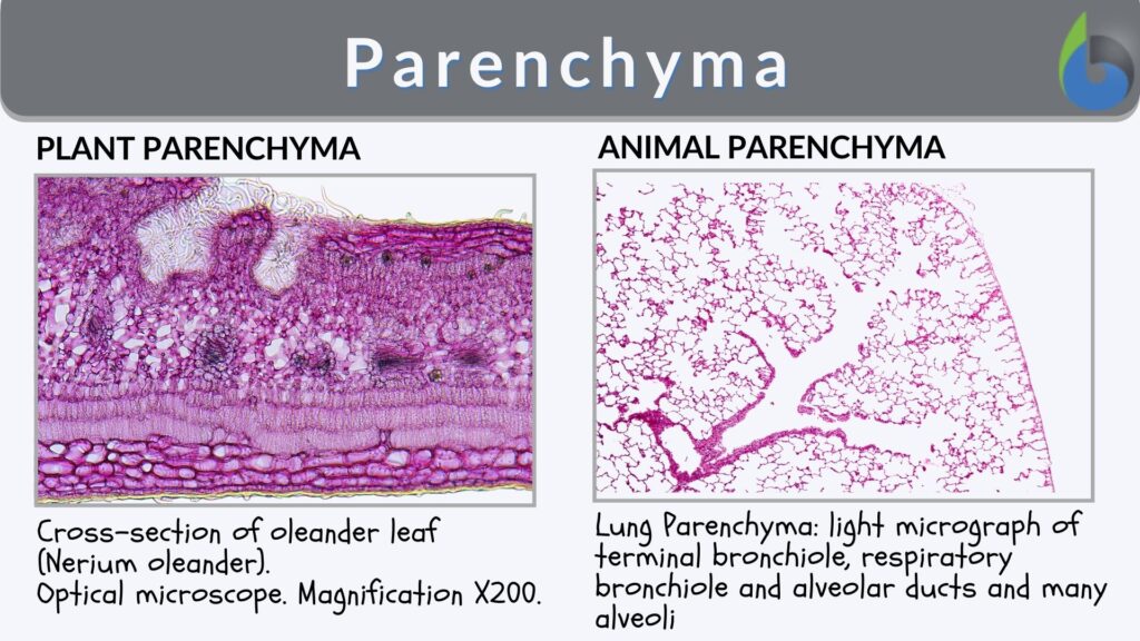 Parenchyma Definition And Examples Biology Online Dictionary