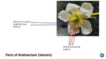 Anther Definition and Examples - Biology Online Dictionary