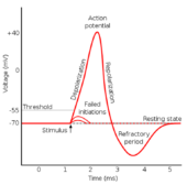 Resting potential Definition and Examples - Biology Online Dictionary