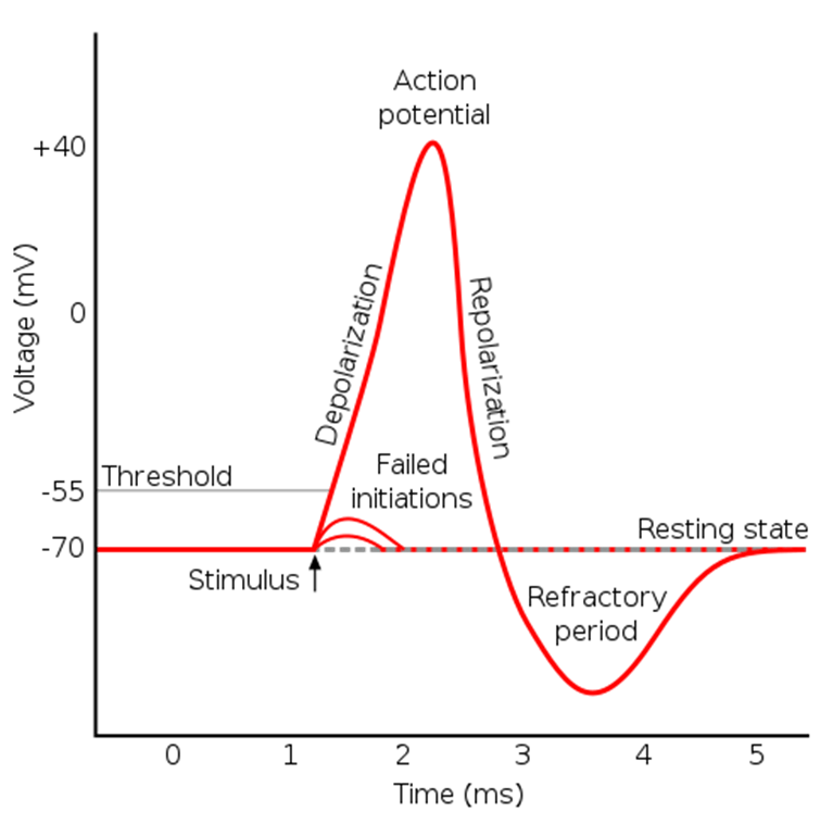 Resting potential Definition and Examples - Biology Online Dictionary