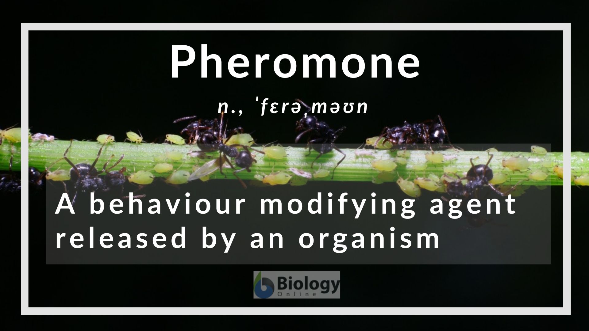 Pheromone Definition and Examples - Biology Online Dictionary Pheromone Definition and Examples - Biology Online Dictionary