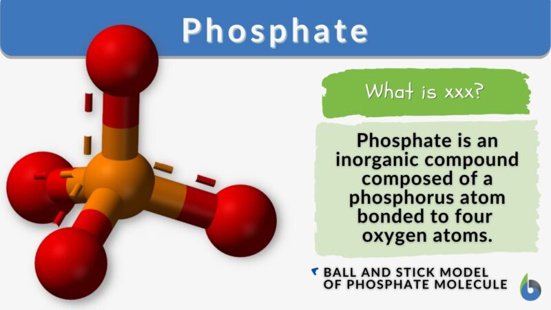 Phosphate - Definition and Examples - Biology Online Dictionary