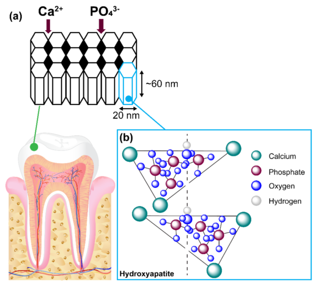 Phosphate - Definition and Examples - Biology Online Dictionary
