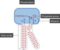 Phosphate - Definition and Examples - Biology Online Dictionary