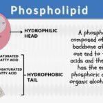 Phospholipid - Definition and Examples - Biology Online Dictionary