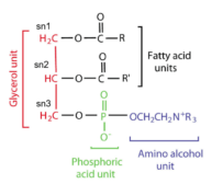 Phospholipid - Definition and Examples - Biology Online Dictionary