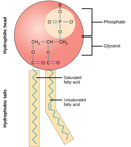 Moiety - Definition and Examples - Biology Online Dictionary
