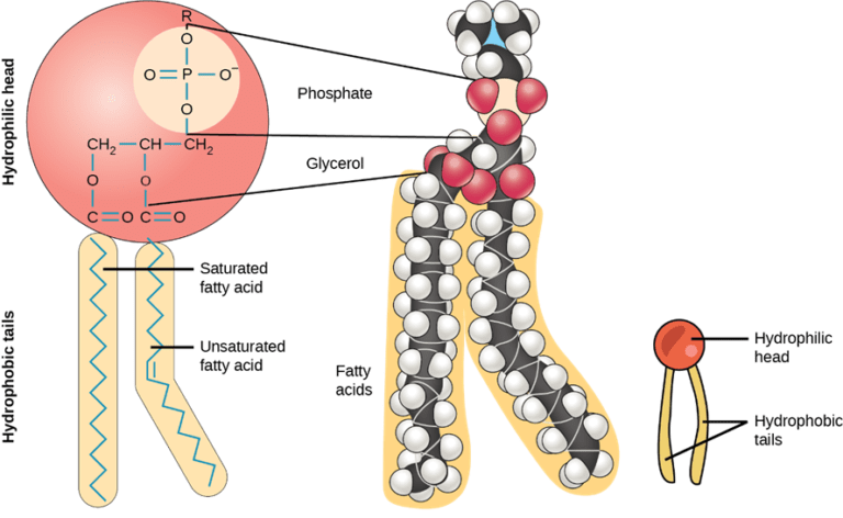 Phospholipid - Definition and Examples - Biology Online Dictionary