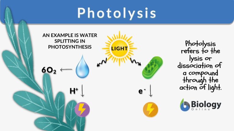 Photolysis - Definition and Examples - Biology Online Dictionary
