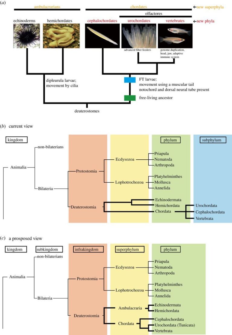 Chordata - Definition and Examples - Biology Online Dictionary