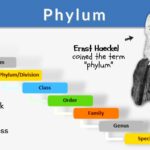 Phylum - Definition and Examples - Biology Online Dictionary