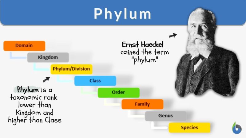 Phylum - Definition and Examples - Biology Online Dictionary