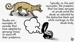 Physiological adaptation - Definition and Examples - Biology Online ...