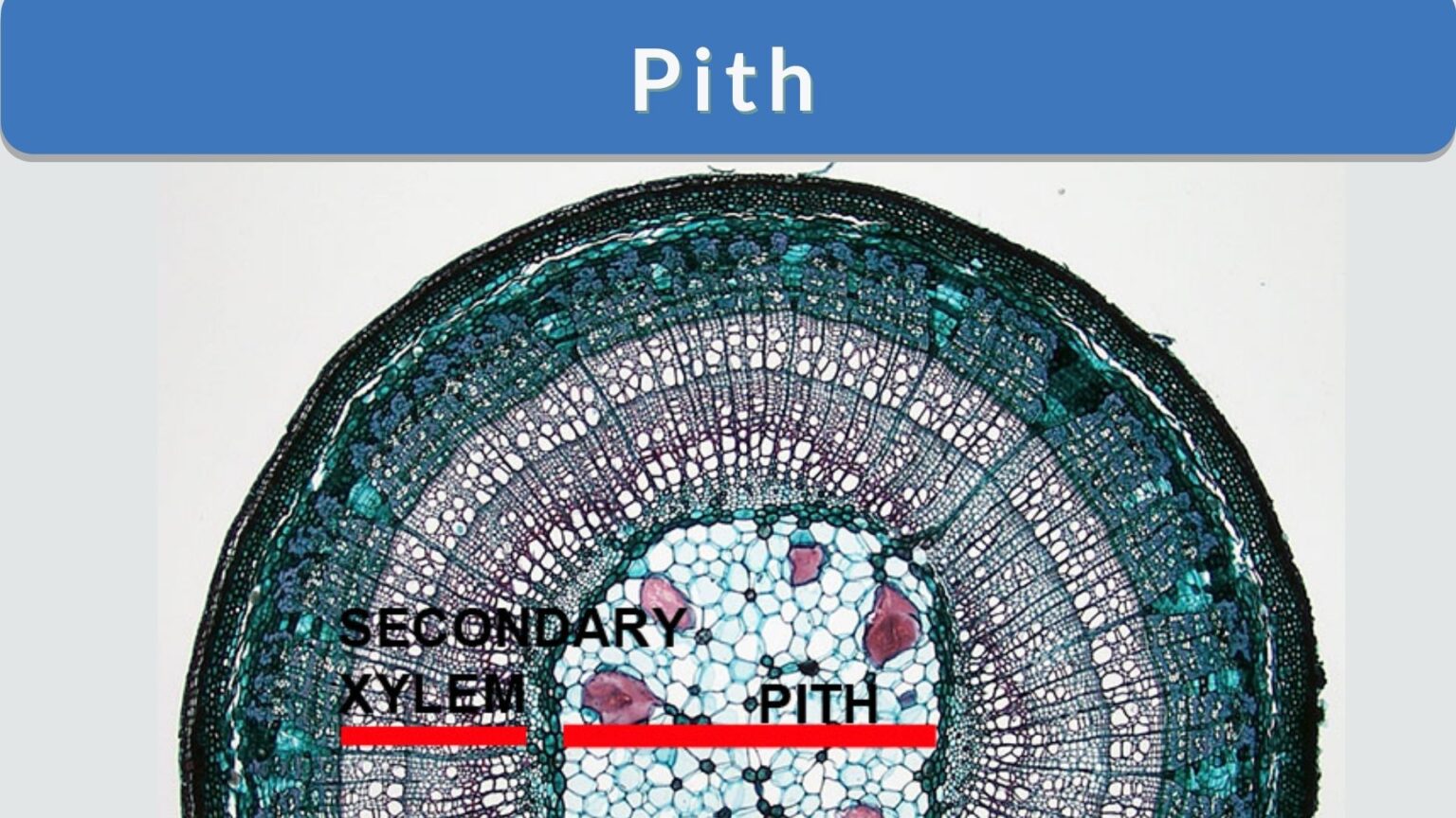 Pith - Definition and Examples - Biology Online Dictionary