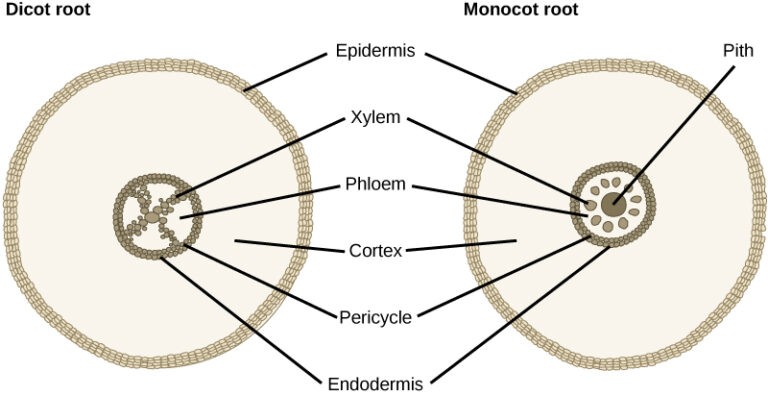 Pith - Definition and Examples - Biology Online Dictionary