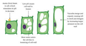 Vacuole - Definition and Examples - Biology Online Dictionary