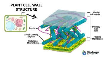 Cell wall Definition and Examples - Biology Online Dictionary