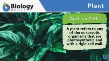Plant Definition and Examples - Biology Online Dictionary