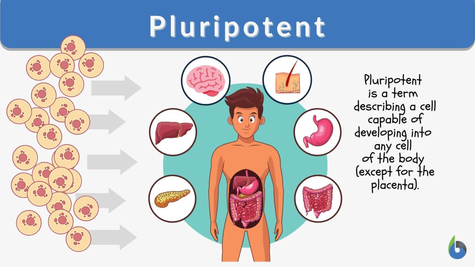 Pluripotent - Definition and Examples - Biology Online Dictionary