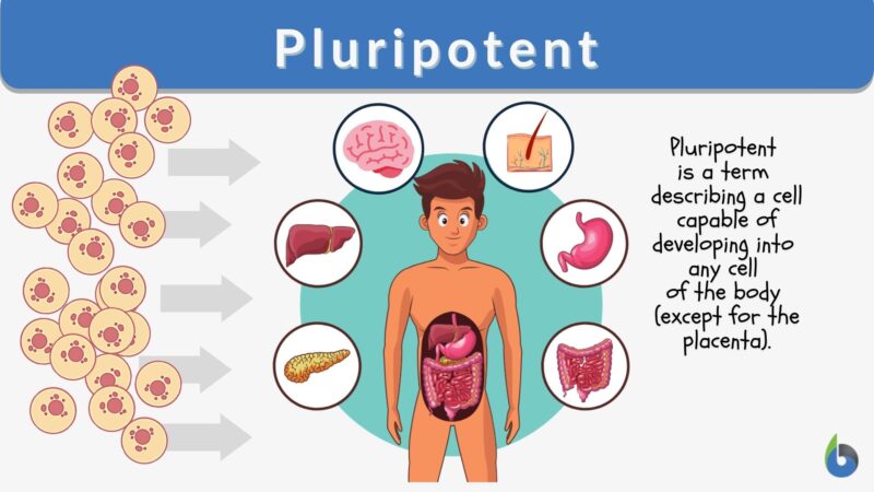 Pluripotent - Definition and Examples - Biology Online Dictionary
