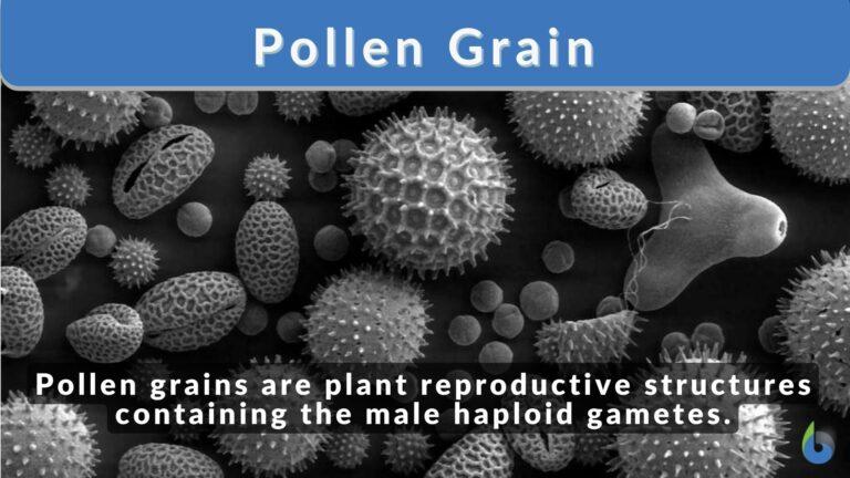 Pollen Grain Definition and Examples - Biology Online Dictionary