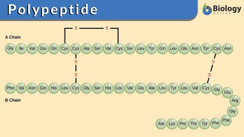 Polypeptide Definition and Examples - Biology Online Dictionary