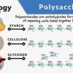 Polysaccharide Definition and Examples - Biology Online Dictionary