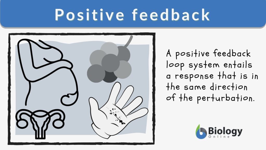 Positive feedback - Definition and Examples - Biology Online Dictionary