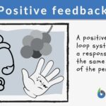 Positive feedback - Definition and Examples - Biology Online Dictionary