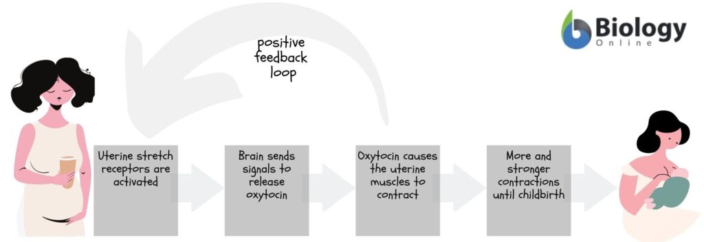 Positive feedback - Definition and Examples - Biology Online Dictionary