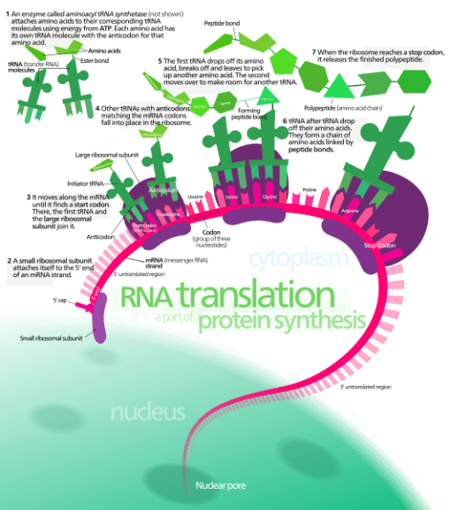 Ribosome Definition and Examples - Biology Online Dictionary