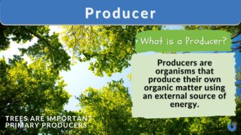 Producer - Definition and Examples - Biology Online Dictionary