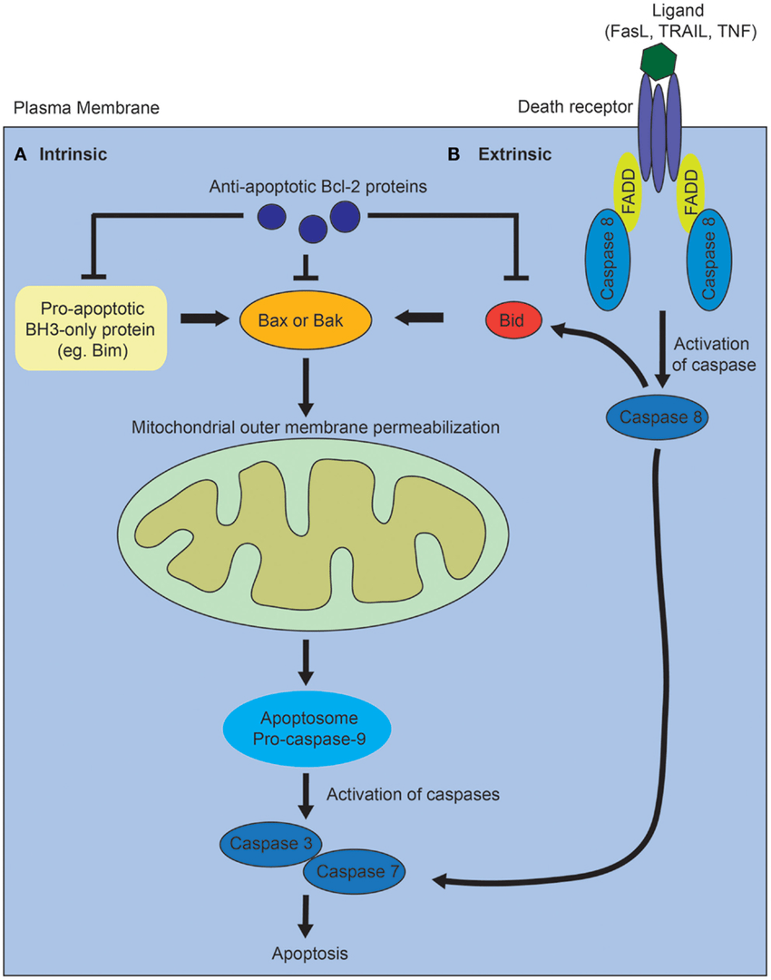 Mitochondrion - Definition and Examples - Biology Online Dictionary
